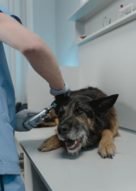 North West rolls out rabies vaccination campaign | SAnews